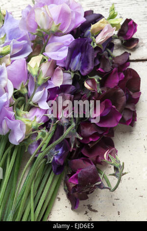 The sweet pea (Lathyrus odoratus) bouquet, copy space Stock Photo - Alamy