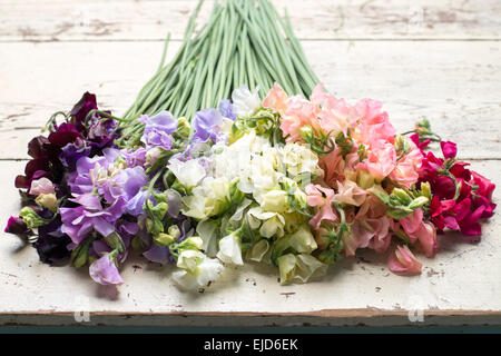 Sweet Peas Lathyrus odoratus Dynasty Spring Sunshine Peach Spring ...
