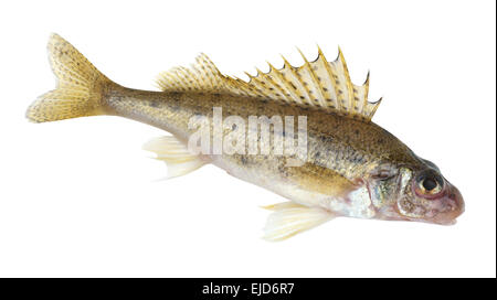 fish ruff on white background Stock Photo - Alamy
