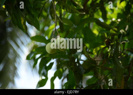 Green plants for better planet Stock Photo - Alamy