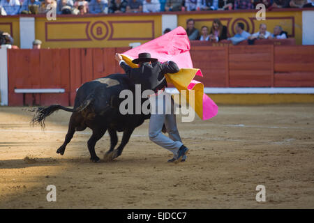 Bullfighter in action during a bullfight using the cape, Aracena ...