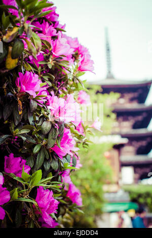Toji Temple pagoda tower in Kyoto Stock Photo - Alamy