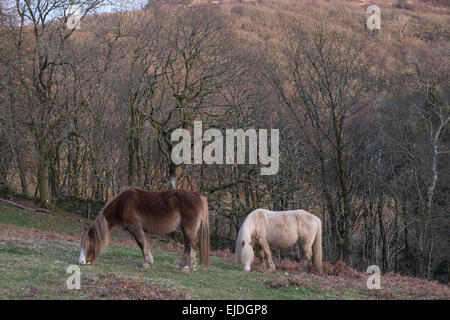 Celtic,rainforest,forest,pony,Ponies,horses in woods,woodland above ...