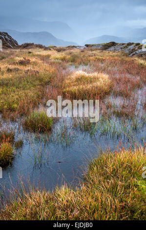 Colourful grasses and plantlife in a moorland pool above hills near ...