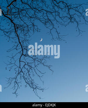 Moon crescent through Silhouette of Blue Gum trees at sunrise ...