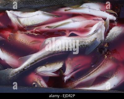 cod fishes in box Stock Photo - Alamy