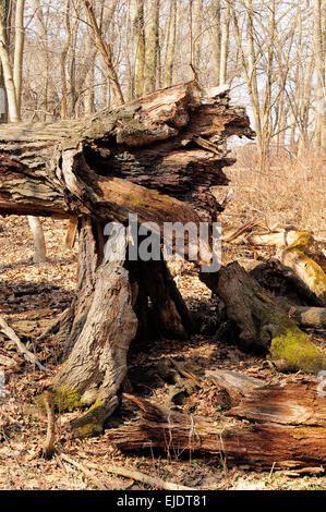 Large forest tree snapped in half after massive storm. Large splinters ...