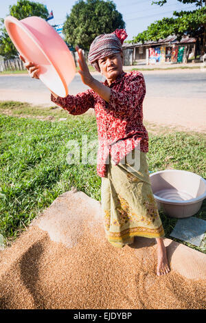 Woman winnowing rice, harvest in the paddy fields near Tegal Lalang ...