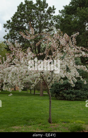 Malus 'red splendor' crabapple tree Stock Photo - Alamy