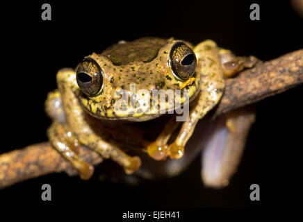 Ida's Bright-eyed Frog (Boophis idae) in situ, Analamazaotra Madagascar ...