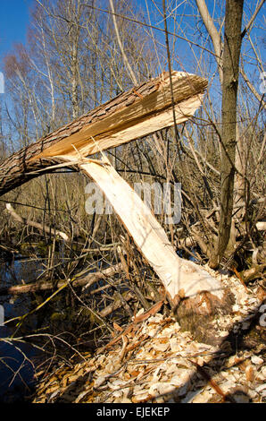 Beaver damage to willow Stock Photo - Alamy