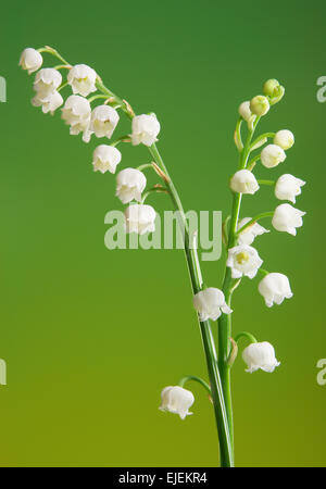 Beautiful flower of white Lily of the valley blooms in the field ...