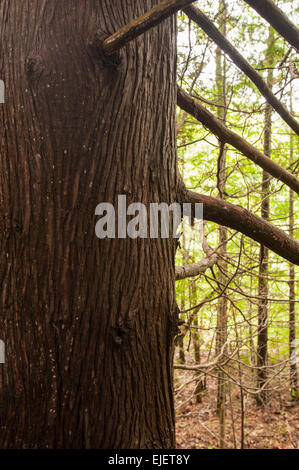 Northern White Cedar trees growing in swamp Ephraim Wetland Preserve ...
