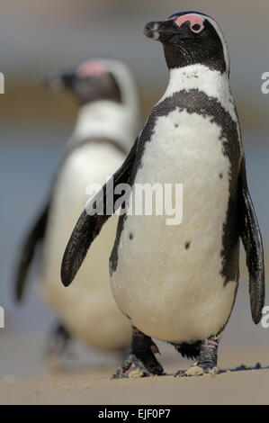 African penguin (Spheniscus demersus), two chicks, at the nest ...