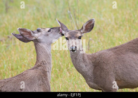 Young Blacktail Deer Buck and Doe Nuzzling Stock Photo - Alamy