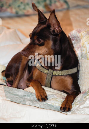 Red Miniature Pinscher Stock Photo - Alamy
