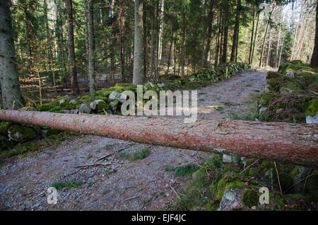A road blocked by a fallen tree in Fukuoka City, Fukuoka Prefecture ...
