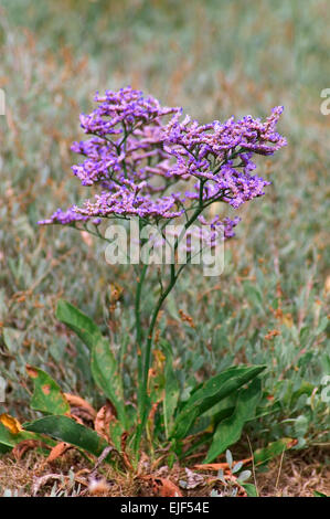 Salt marsh vegetation with flowering common sea lavender (Limonium ...