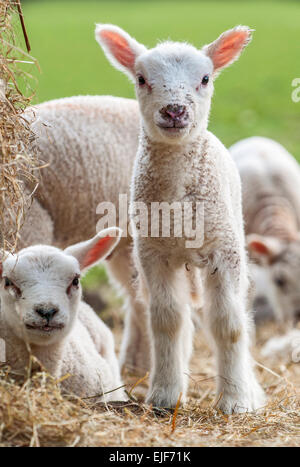 animal sheep spring farm lambs maddening pert coquettish cute young ...