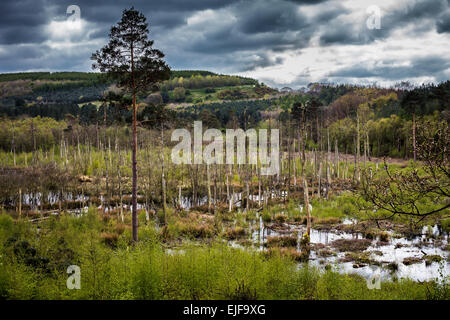Trees, Delamere Forest, Cheshire, England Stock Photo - Alamy