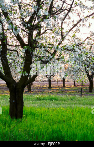 Beautiful blooming tree branch on yellow background Stock Photo - Alamy