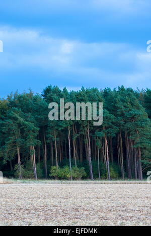 Conifers and larch trees in coniferous forest plantation for timber ...