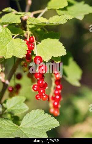 Fresh Red current on a bush in the garden Stock Photo - Alamy