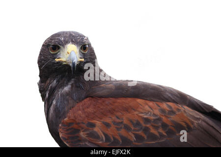 Fantastic brown hawk raptor Stock Photo - Alamy
