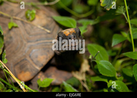 Yellow Footed Amazon Tortoise, Geochelone denticulata Stock Photo - Alamy