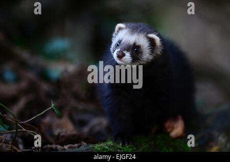 Polecat hunting along hedgerow UK Stock Photo - Alamy