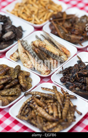 Edible insects. Grasshoppers, Buffalo Worms, Crickets, Mealworms ...