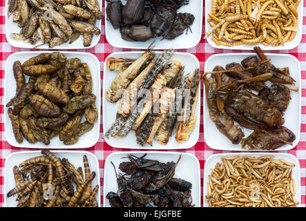 Edible insects. Grasshoppers, Buffalo Worms, Crickets, Mealworms ...