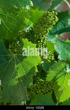 Close-up of developing inflorescences on grapevine (vitis vinifera) in ...