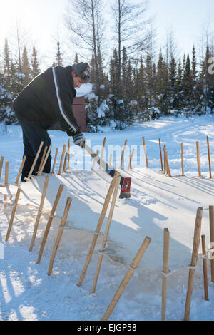 Moose hide scraping Northern James Bay Quebec Stock Photo - Alamy