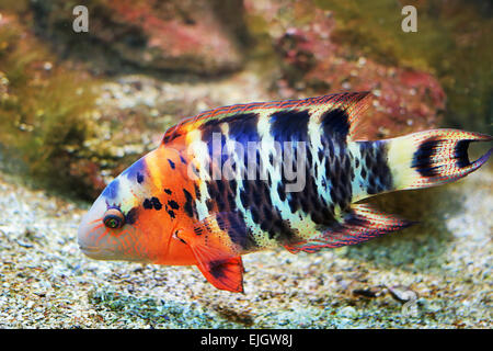 Orange Blotch Zebra fish Stock Photo - Alamy