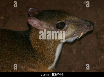 Southeast Asian Java mouse-deer or Javan chevrotain (Tragulus Stock ...
