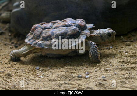 South African Speckled Cape Tortoise or Speckled Padloper (Homopus ...
