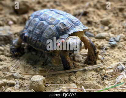 South African Speckled Cape Tortoise or Speckled Padloper (Homopus ...