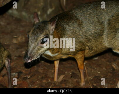 Southeast Asian Java mouse-deer or Javan chevrotain (Tragulus javanicus ...