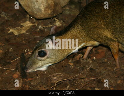 Southeast Asian Java mouse-deer or Javan chevrotain (Tragulus javanicus ...