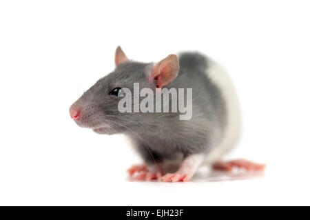 grey rat isolated on white Stock Photo - Alamy