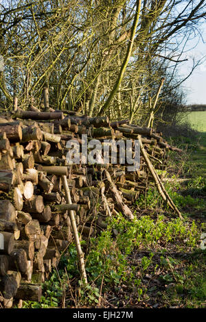 Coppicing a traditional and historic practice that is both ...