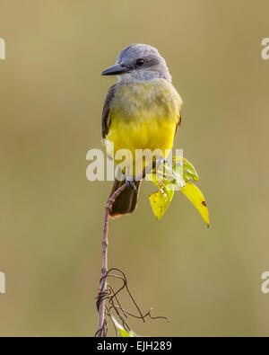 Tropical Kingbird (Tyrannus melancholicus) adult perched on post Bogota ...