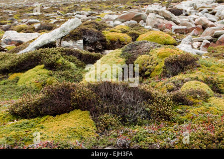 View of Saunders Island Stock Photo - Alamy
