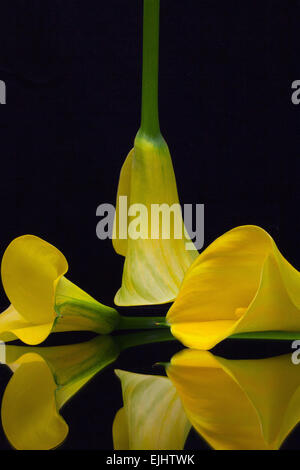 Calla on a plate Stock Photo - Alamy