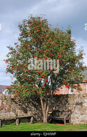 Frost on Mountain Ash berries (Sorbus americana), Mount Rainier ...