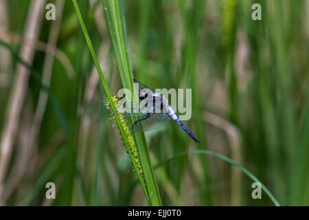 Blue corporal dragonfly - male Stock Photo - Alamy