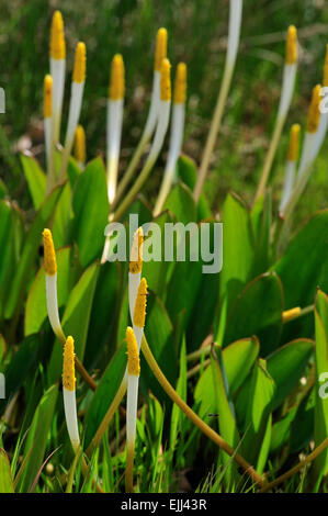 Orontium aquaticum Golden Club Stock Photo - Alamy