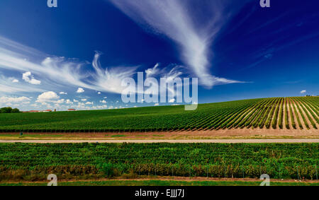 Vineyard landscape in Recas, Romania Stock Photo - Alamy