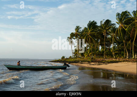Palm-lined beach, Galibi, Suriname Stock Photo - Alamy